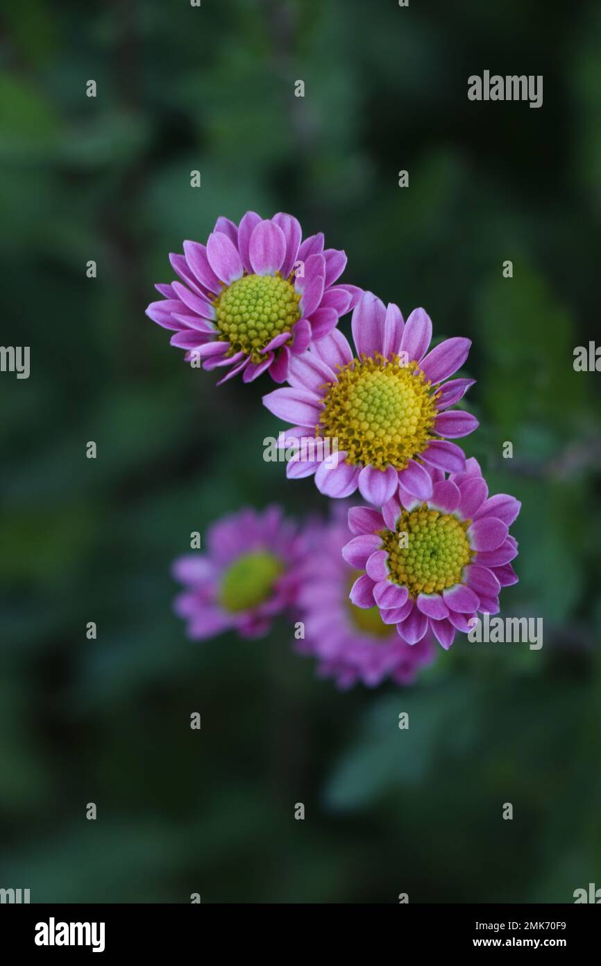 Blooming of pink Chrysanthemum Madiba. Chrysanthemum Indicum Grp Madiba ...