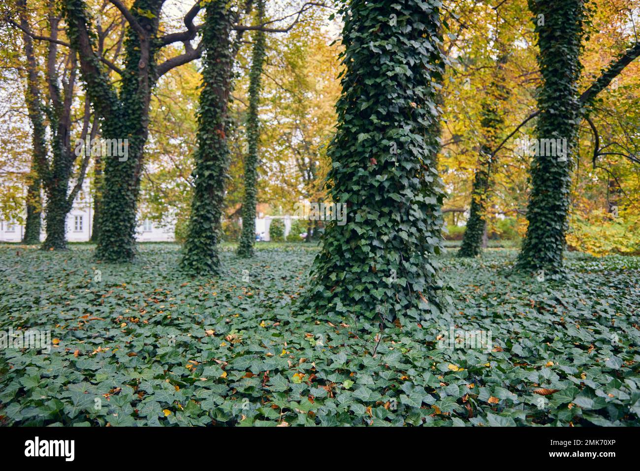The flowering plant of the common ivy genus on the trees in autumn ...