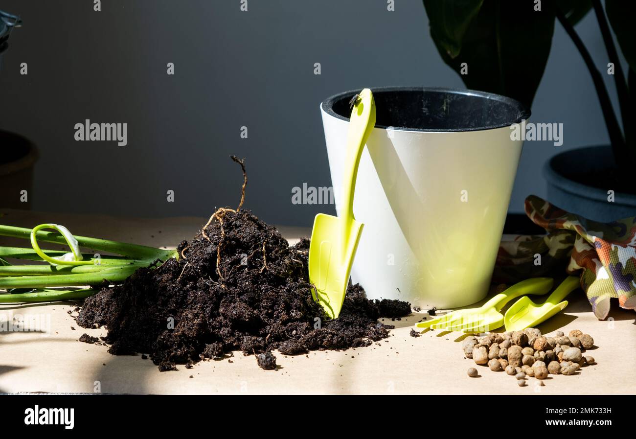 An earthen lump of a potted plant with healthy roots. Transplanting and ...