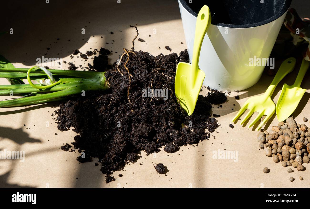 An earthen lump of a potted plant with healthy roots. Transplanting and ...