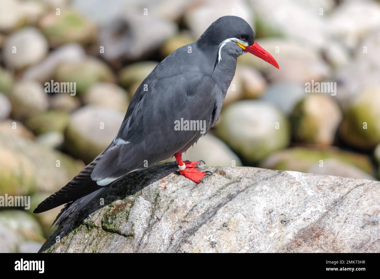 Inca Tern (Larosterna inca) resting on a rock Stock Photo - Alamy
