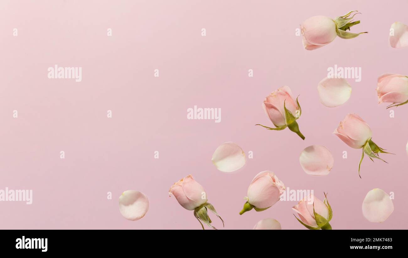 flat lay pink spring roses with . High resolution photo Stock Photo - Alamy