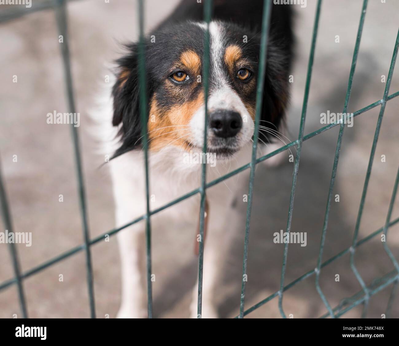 Kennel enclosure hi-res stock photography and images - Alamy