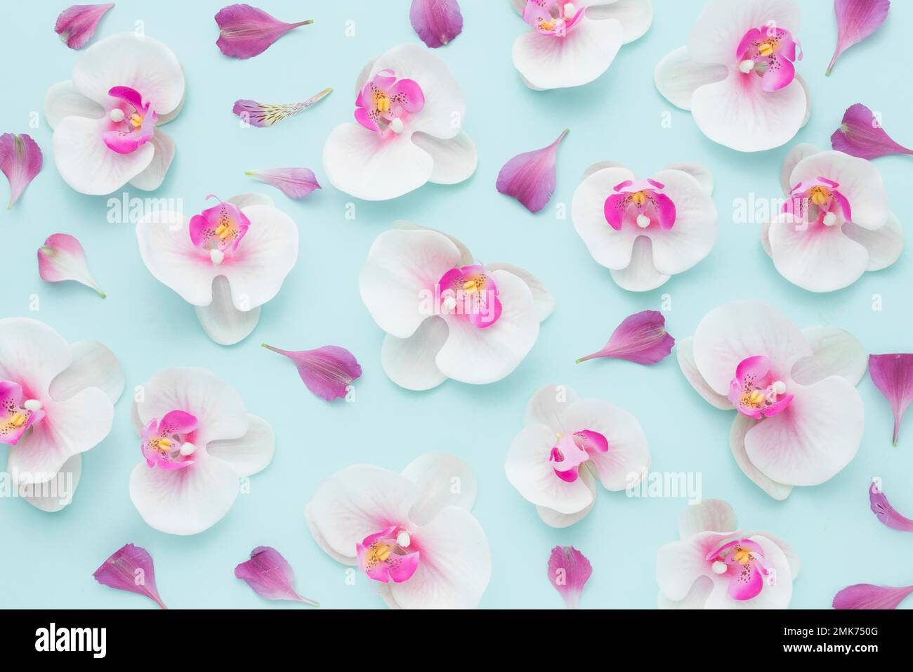 Arrangement of elegant orchids hi-res stock photography and images - Alamy