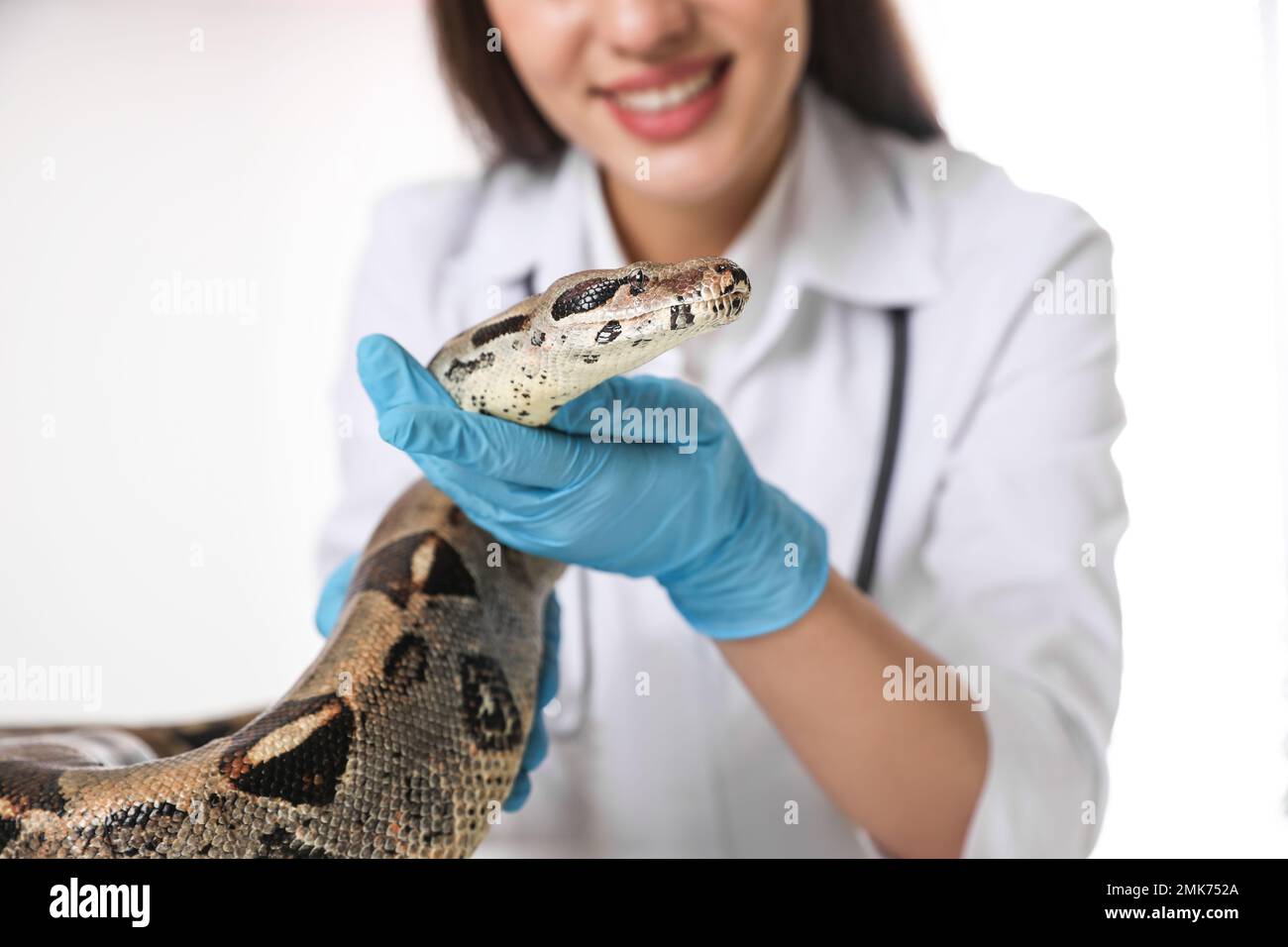 Female veterinarian examining boa constrictor in clinic, closeup Stock ...