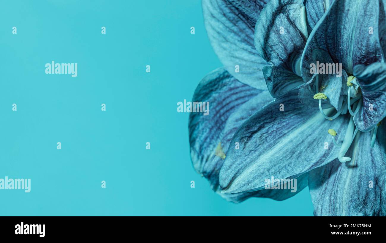 Bunch of daisy flower hi-res stock photography and images - Alamy