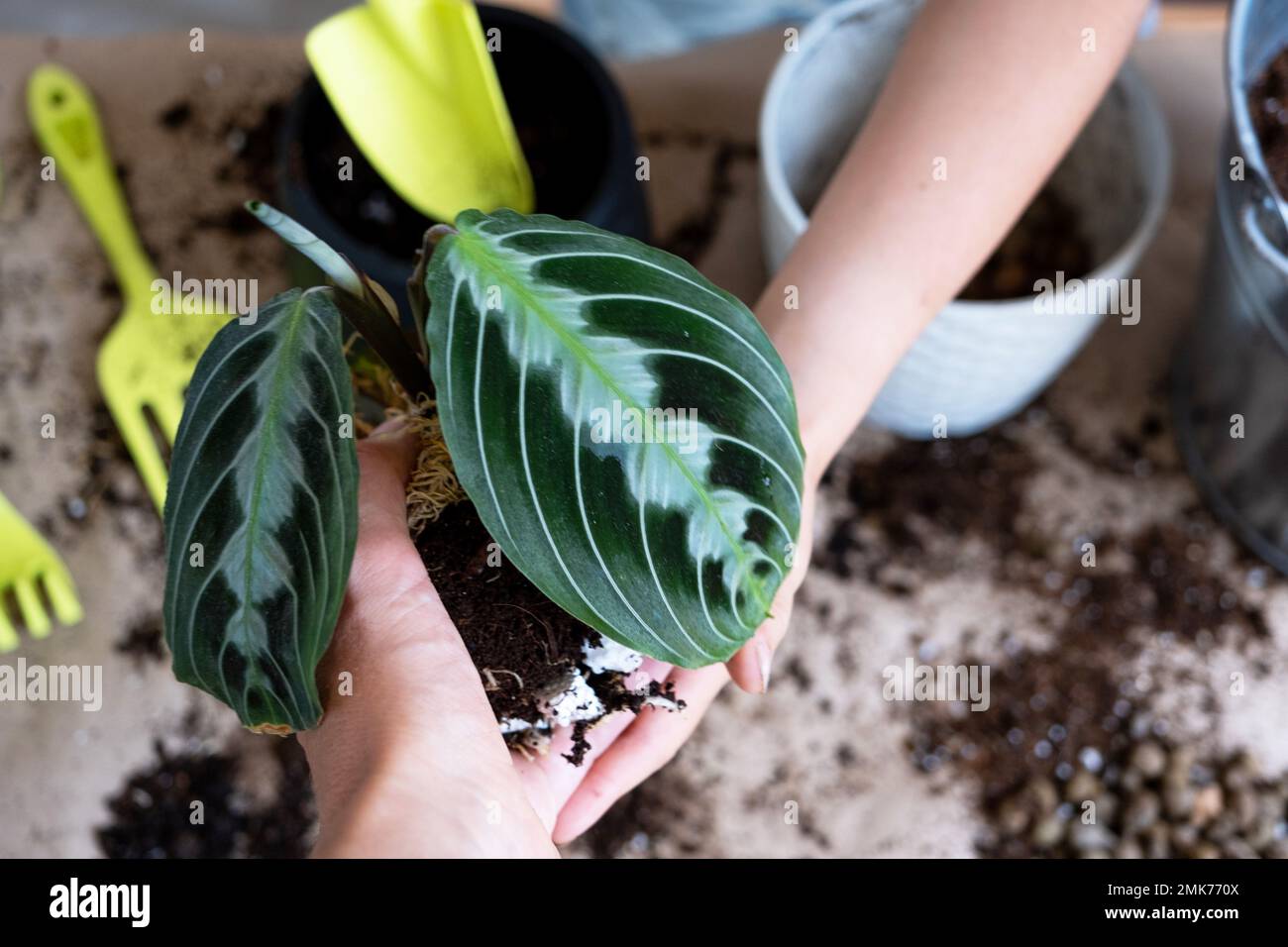 Girl replant a potted houseplant Maranta into a new soil with drainage ...