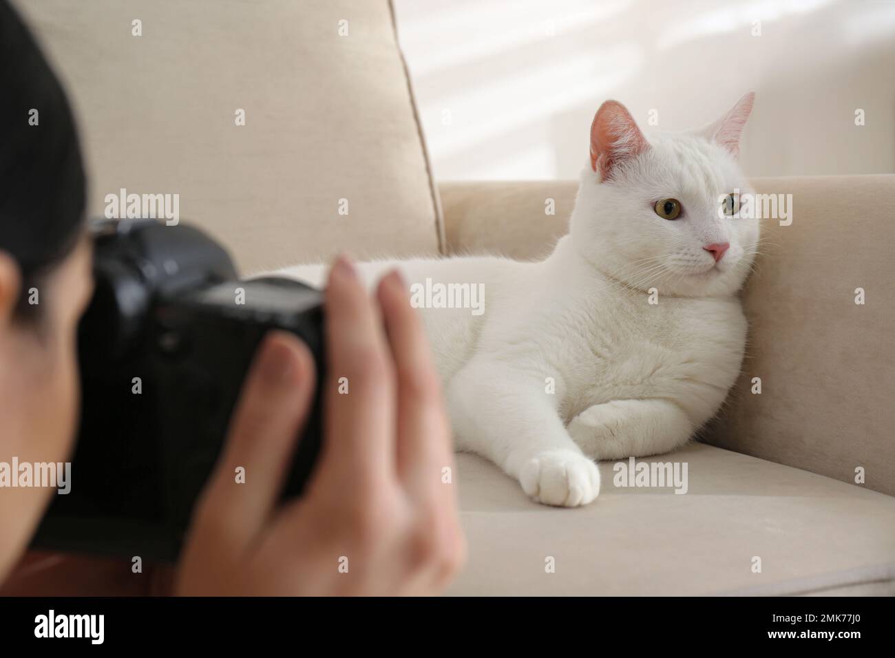 Professional animal photographer taking picture of beautiful white cat ...