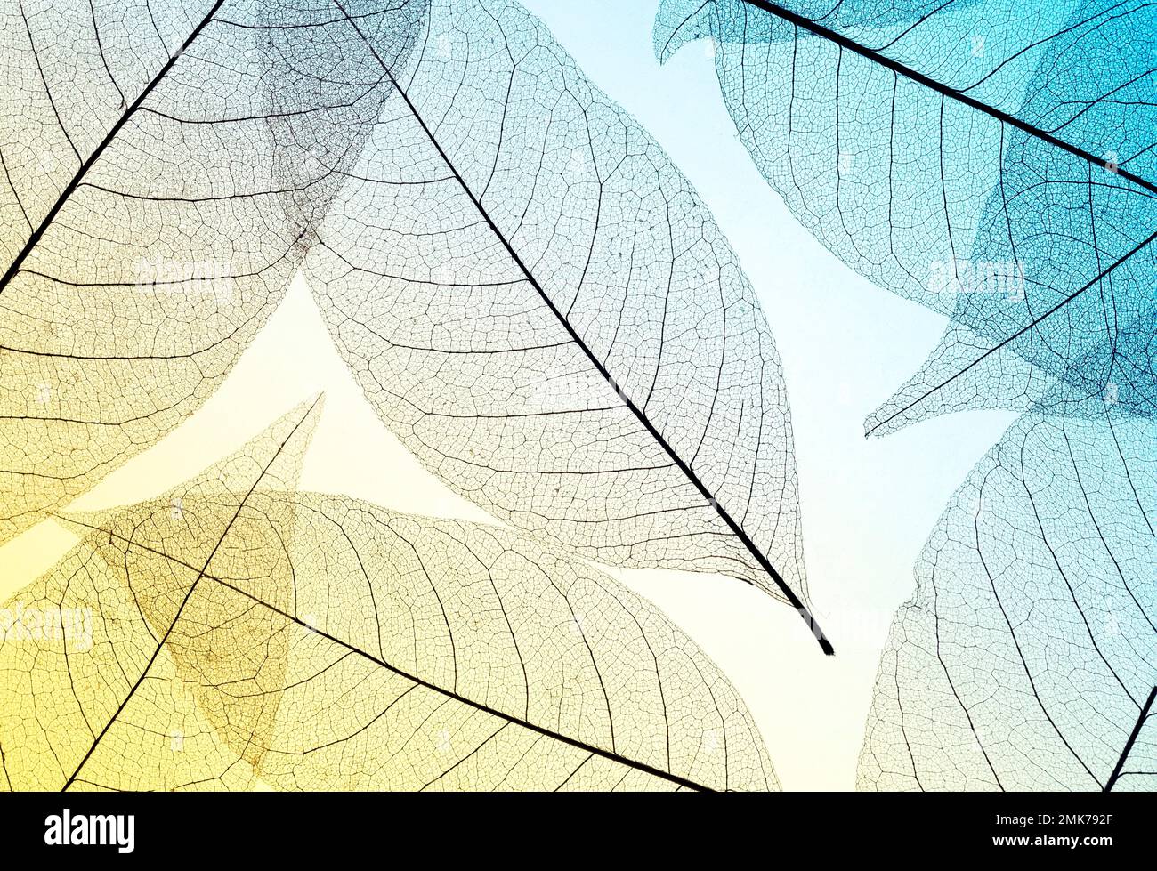 top view translucent leaves with colored hue. High resolution photo ...