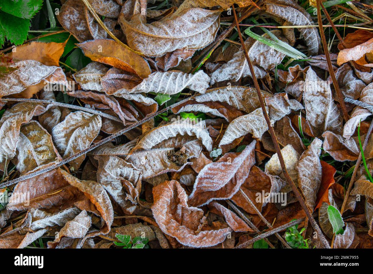Frost on dried goldenrod leaves in Pennsylvania's Pocono Mountains ...