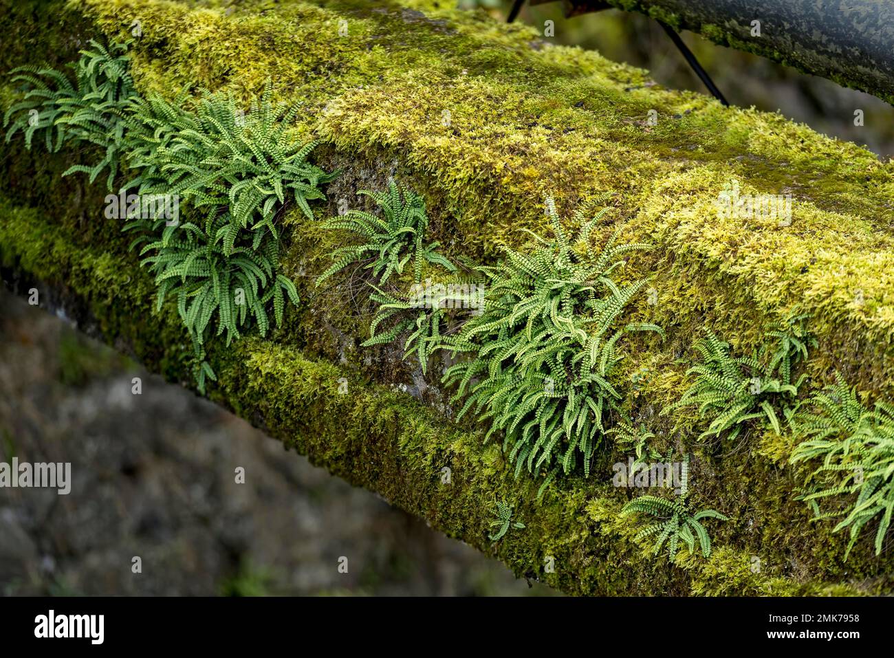 Concrete strut of an old bridge overgrown with moss and fern ...