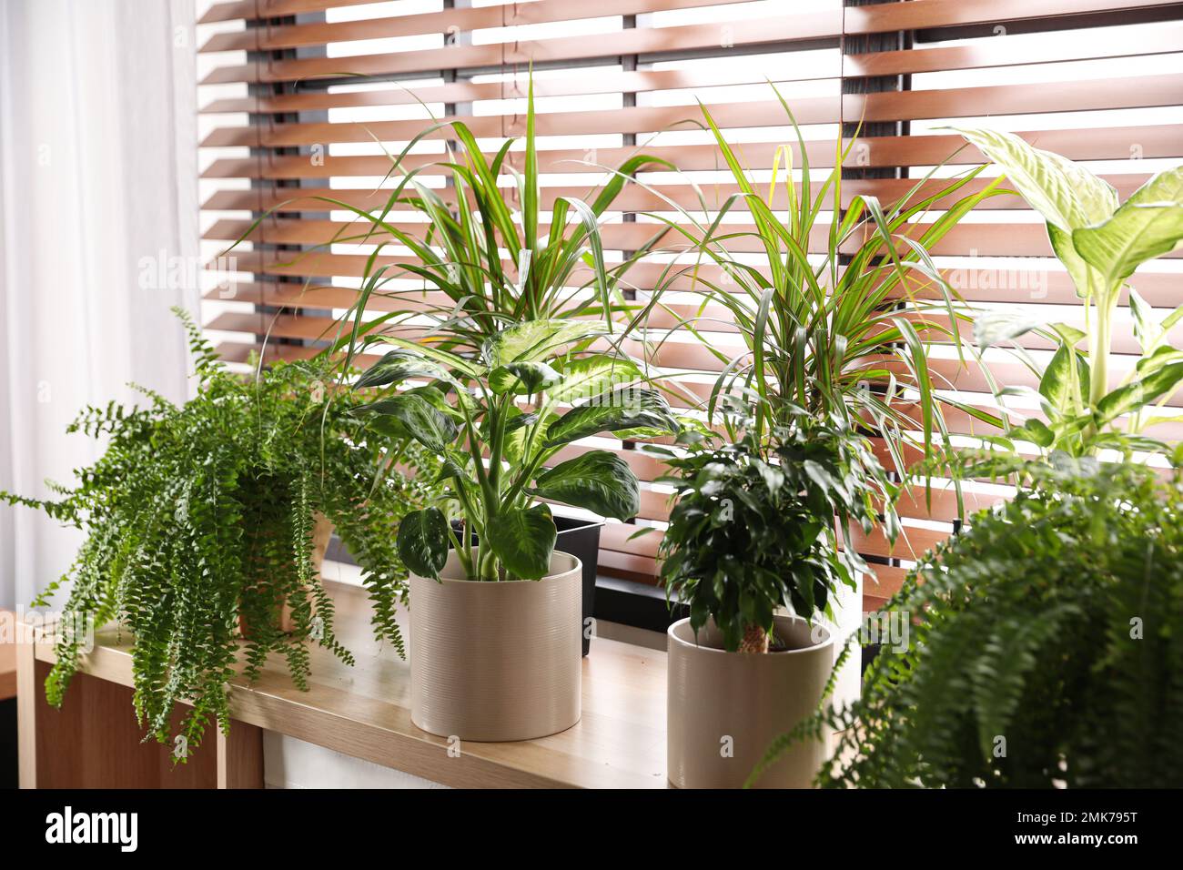 Beautiful plants on window sill at home Stock Photo - Alamy