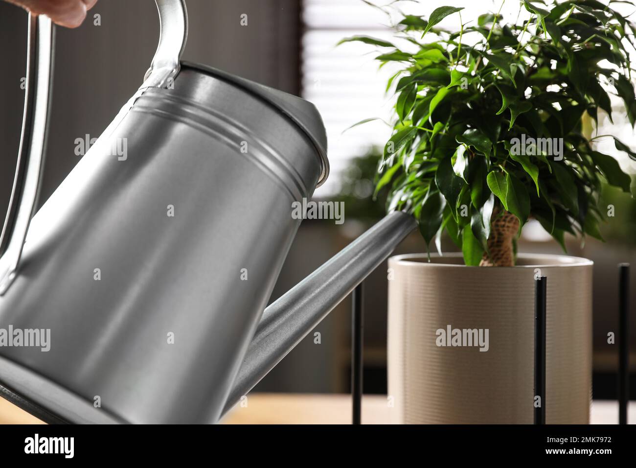 Watering Ficus benjamina indoors, closeup. Home plant Stock Photo - Alamy