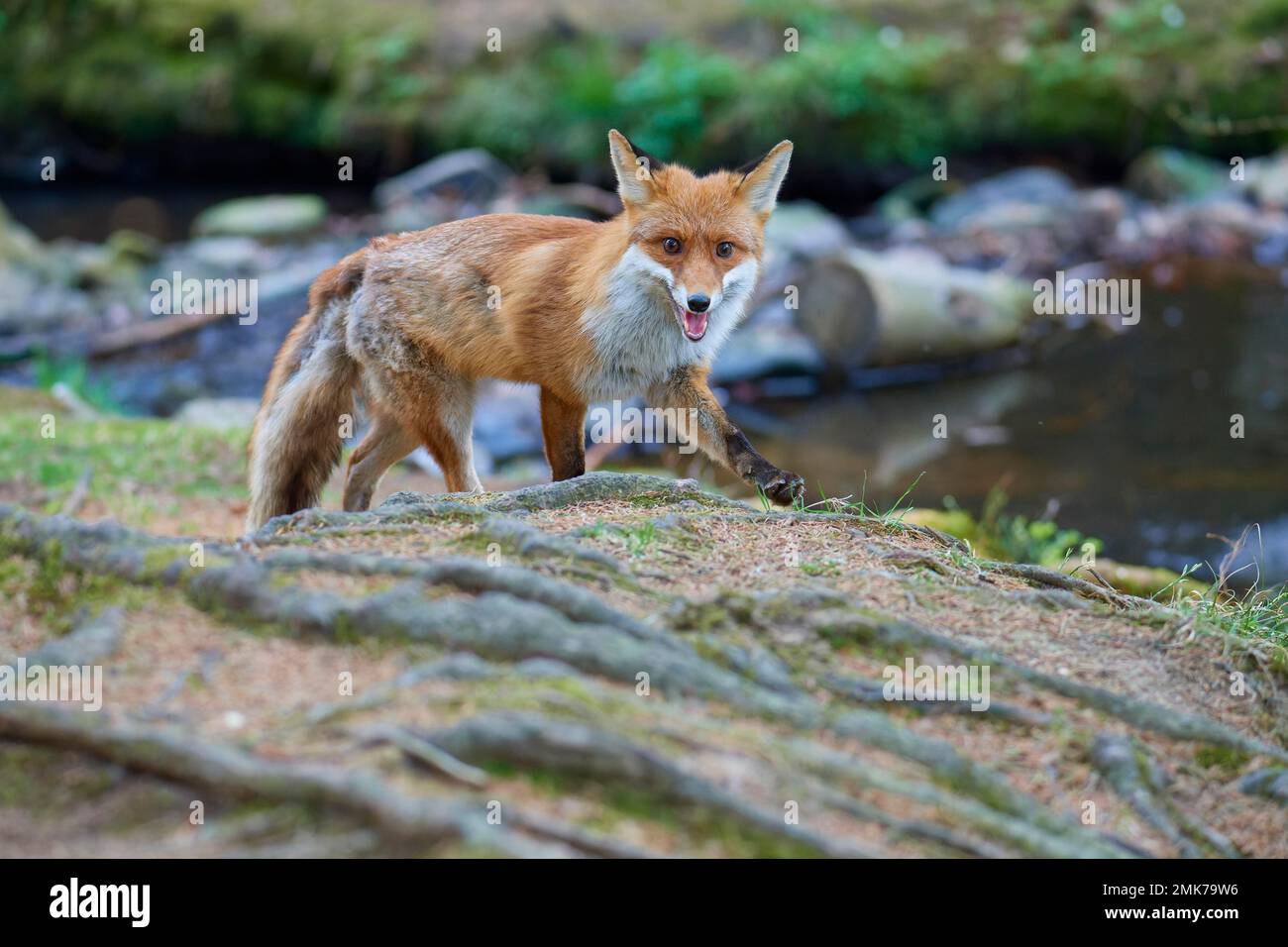 Red fox (Vulpes vulpes), running along the stream in the forest Stock ...