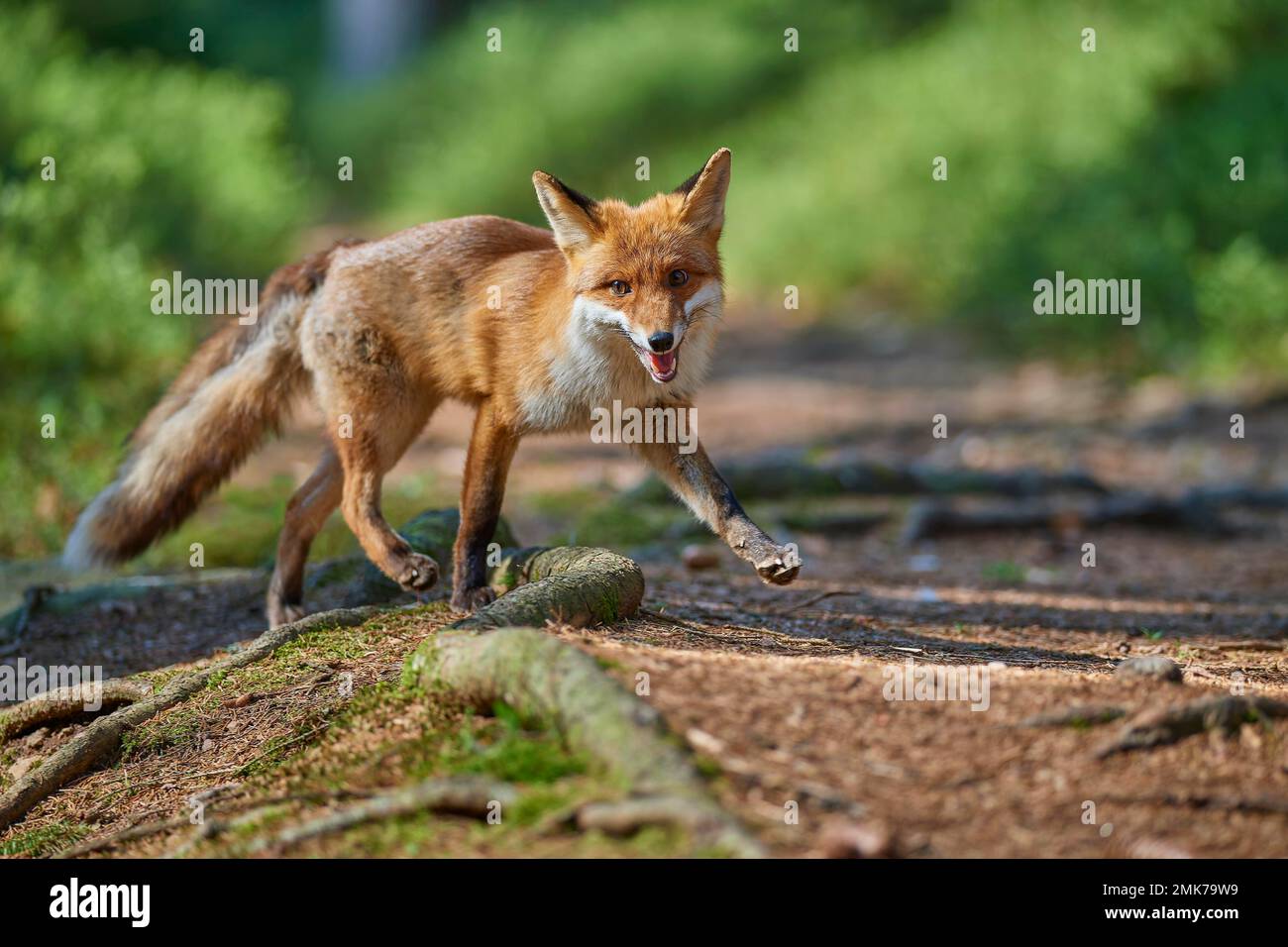 Red fox (Vulpes vulpes), running on path in forest Stock Photo - Alamy