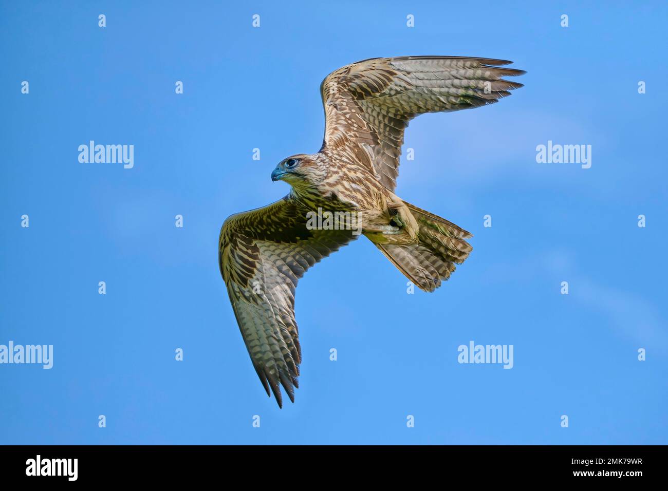 Saker falcon in flight hi-res stock photography and images - Alamy