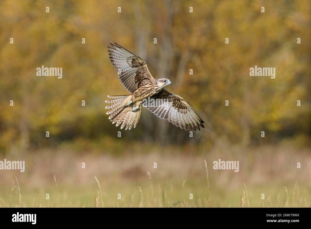 Saker falcon in flight hi-res stock photography and images - Alamy