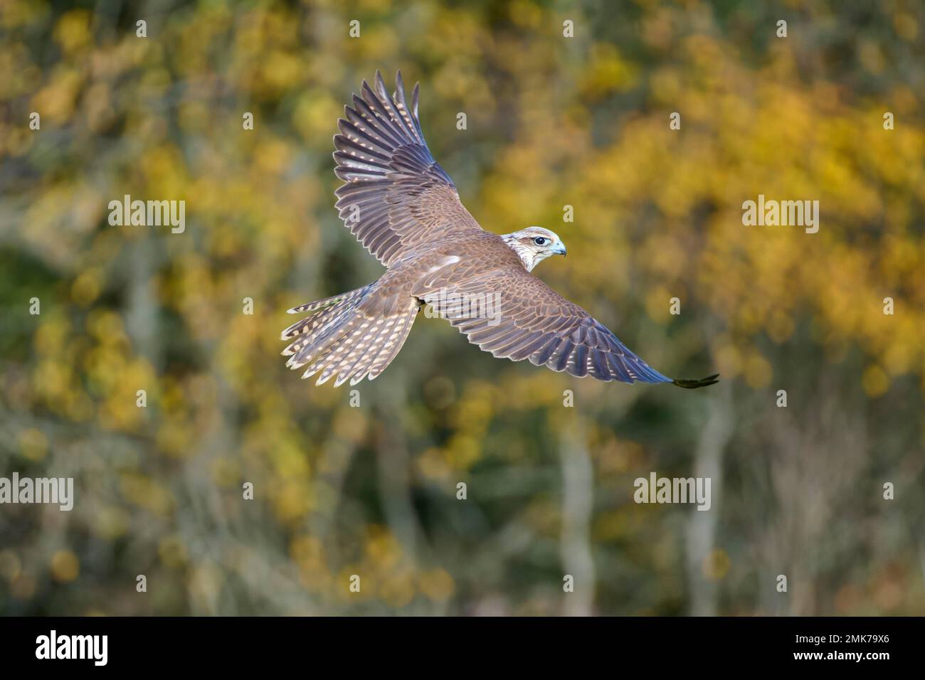 Saker falcon in flight hi-res stock photography and images - Alamy