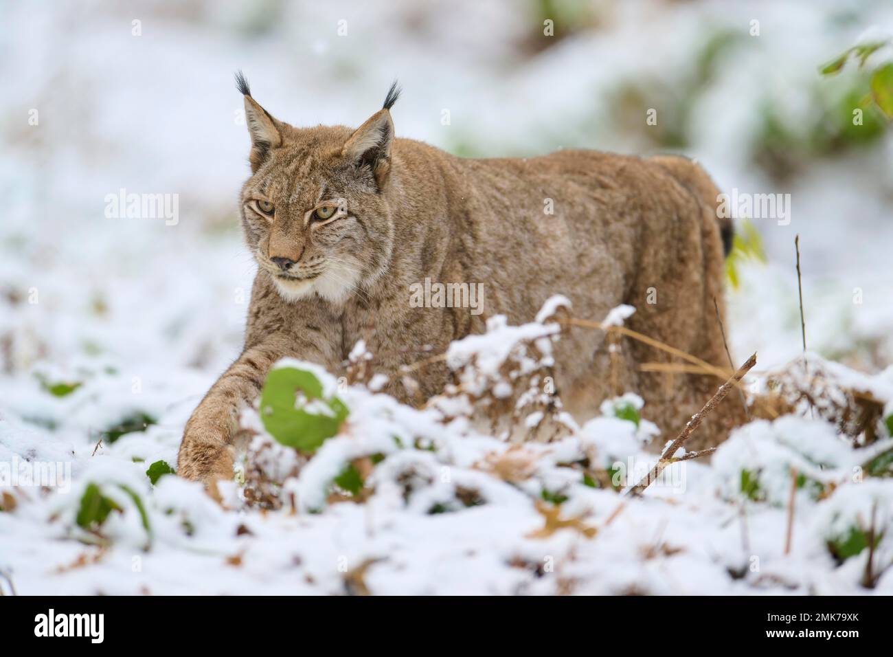 Eurasian lynx (Lynx lynx), walking through winter forest, captive ...