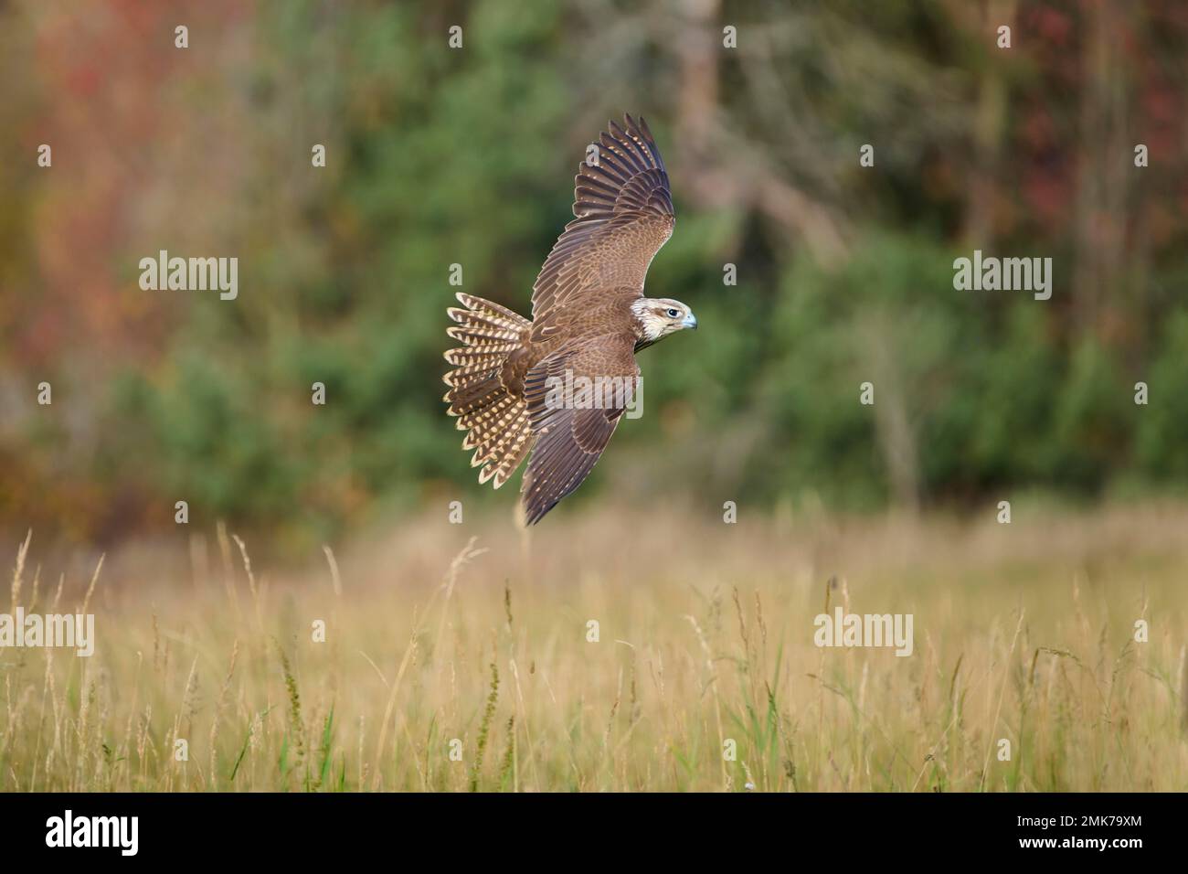 Saker falcon in flight hi-res stock photography and images - Alamy
