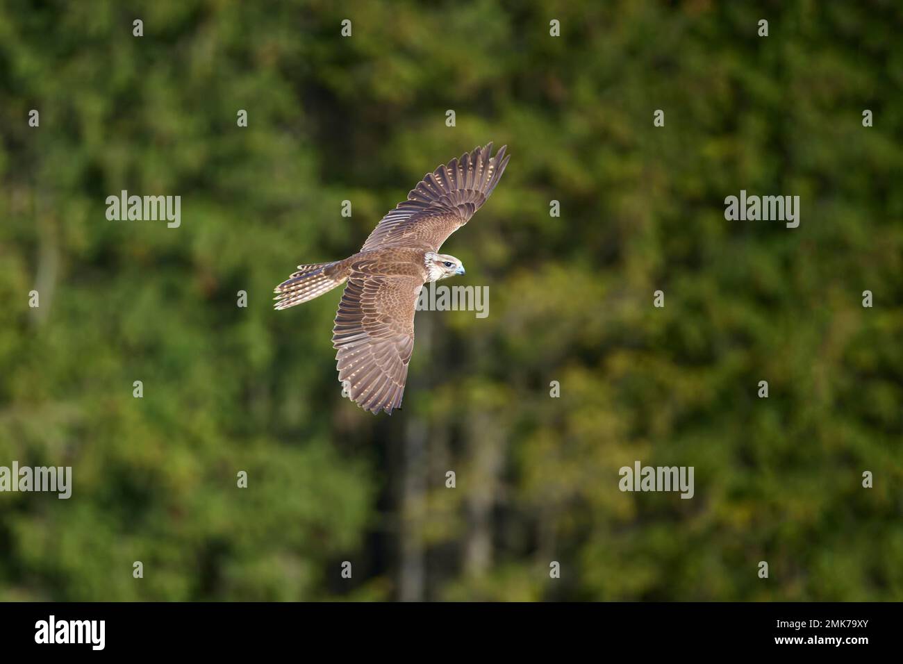Saker falcon (falco cherrug), in flight Stock Photo - Alamy
