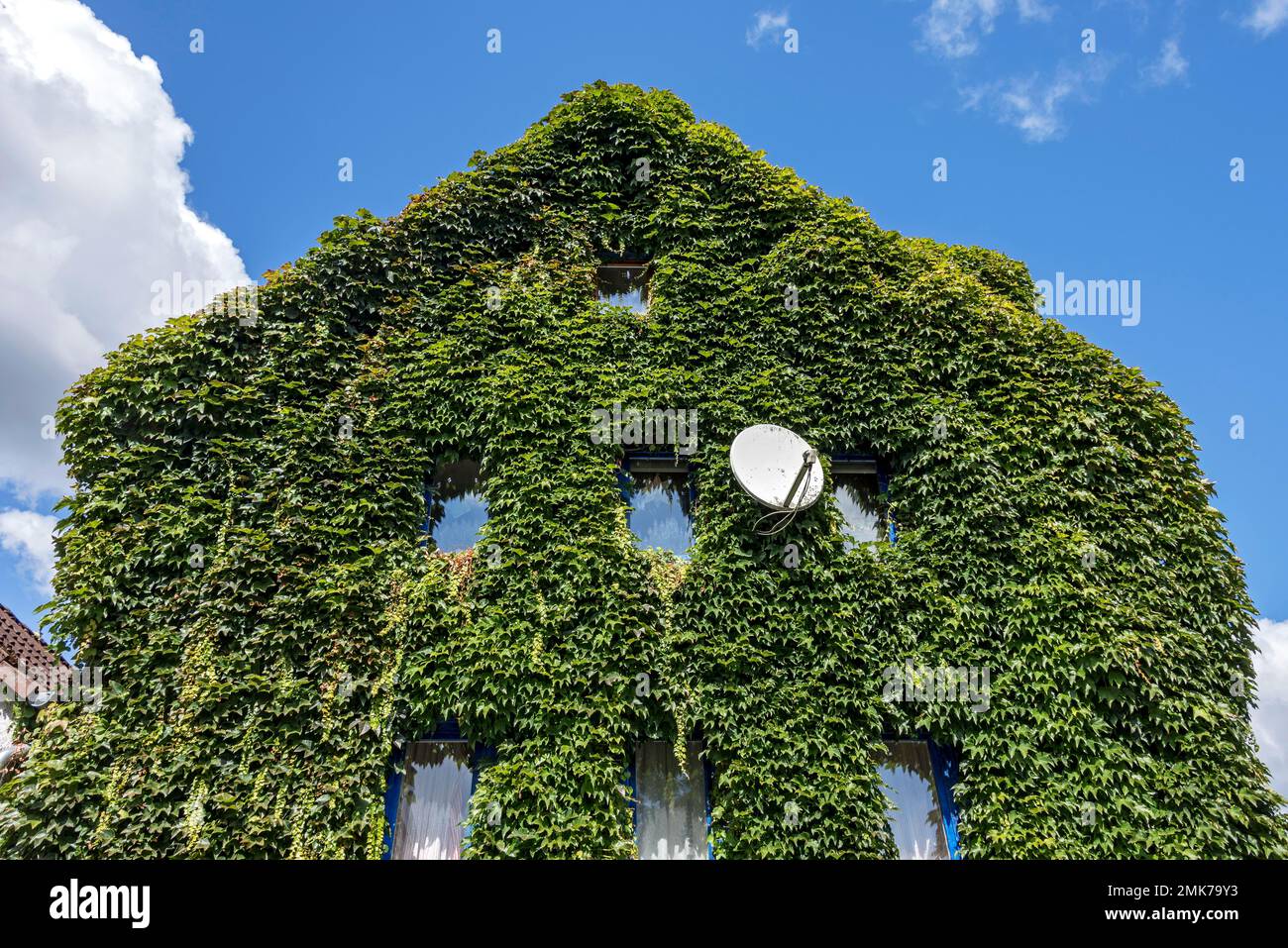 Common ivy (Hedera helix) overgrown house with satellite antenna, Nidda ...