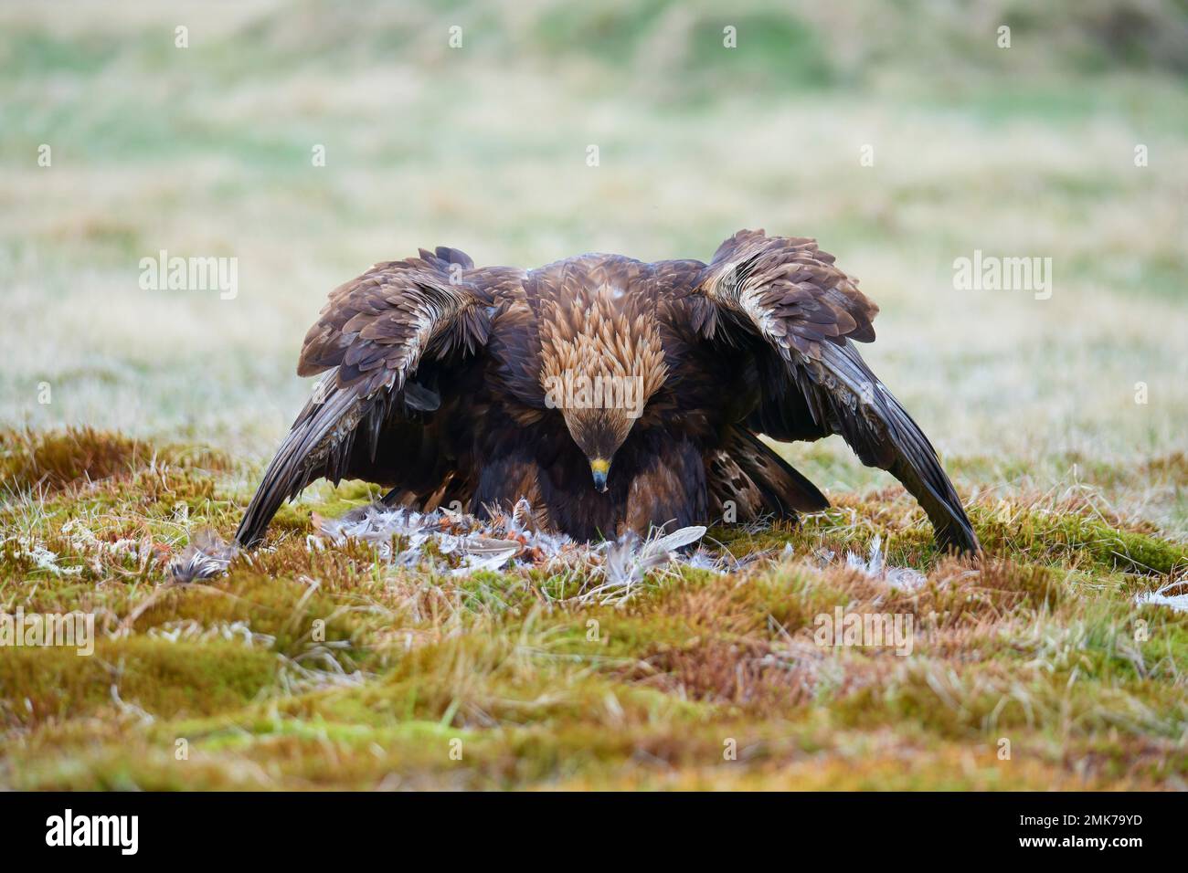 Golden eagle (Aquila chrysaetos), adult, mantling with prey on the ...