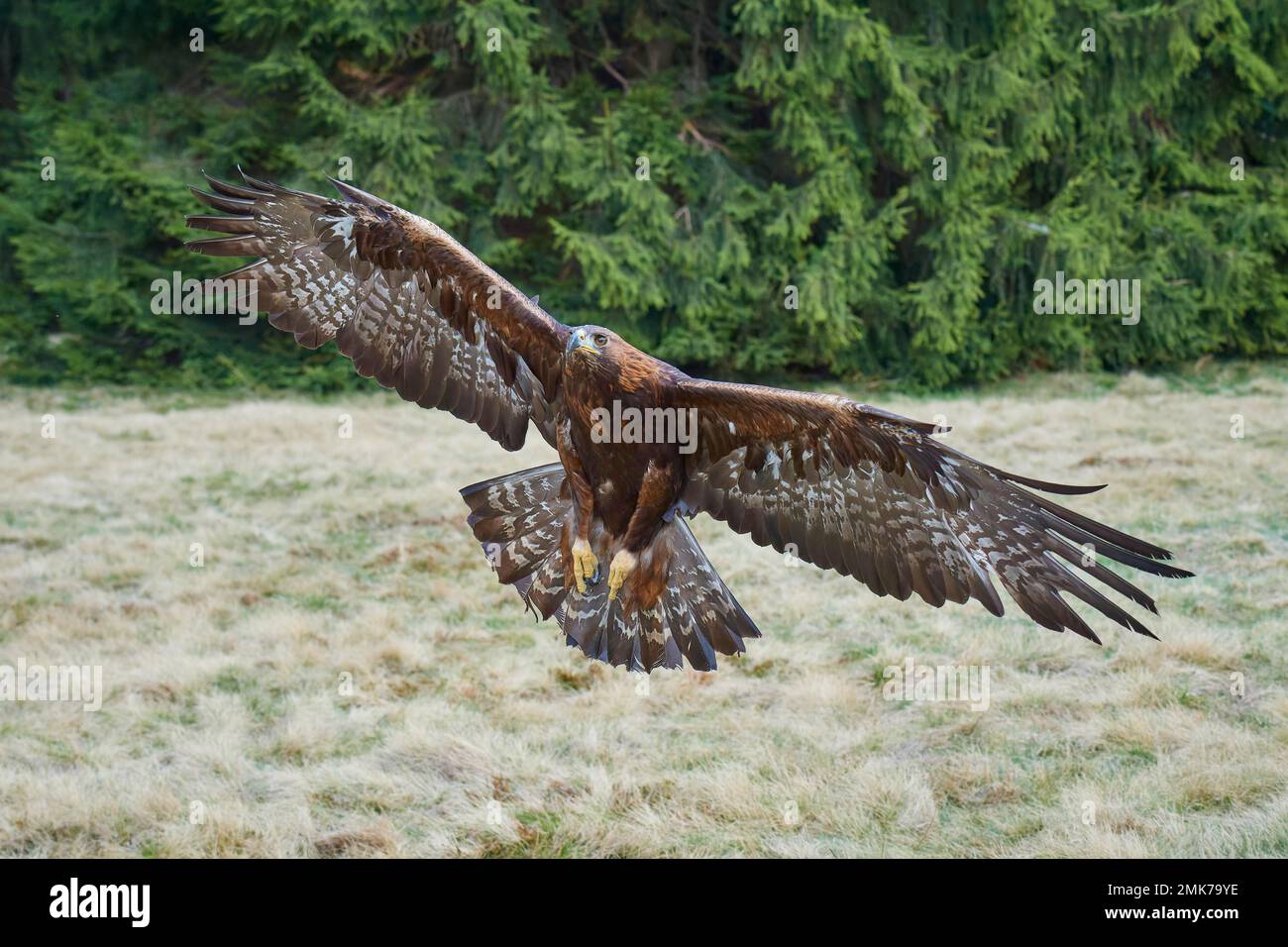 Golden eagle (Aquila chrysaetos), adult, approaching Stock Photo - Alamy