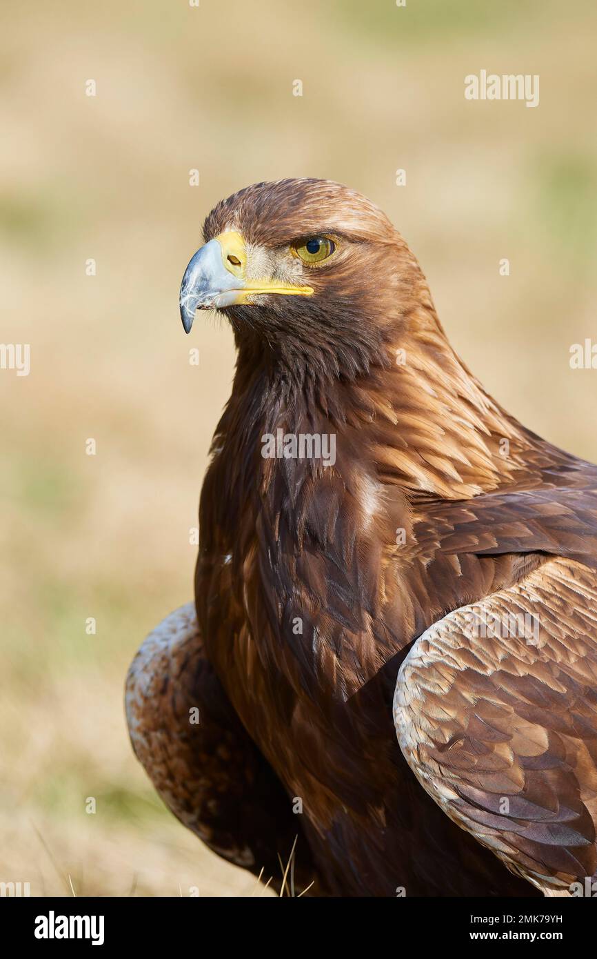 Golden eagle (Aquila chrysaetos), adult, portrait Stock Photo - Alamy