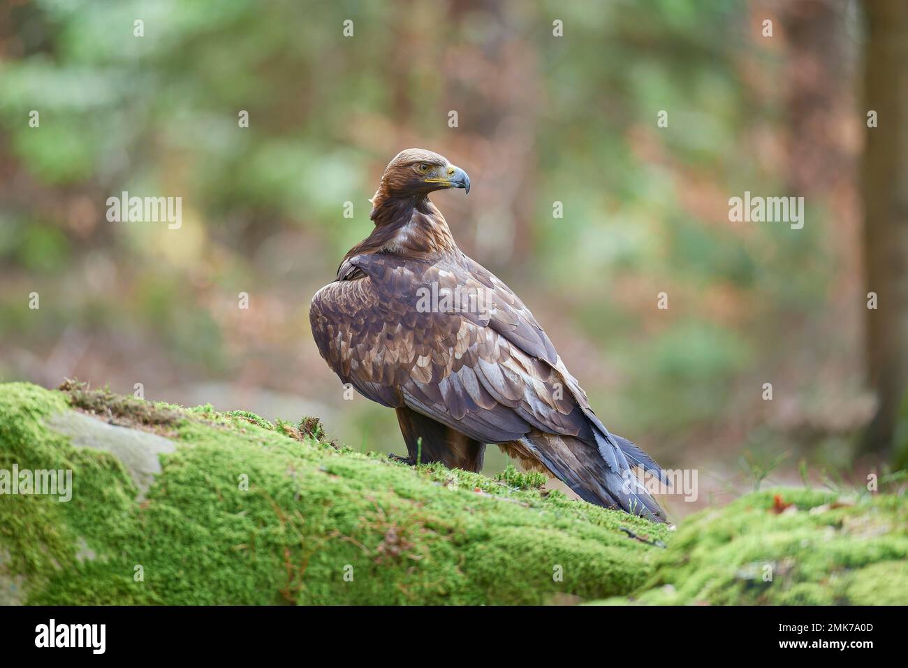 Golden eagle (Aquila chrysaetos), adult, on mossy rock in forest Stock ...
