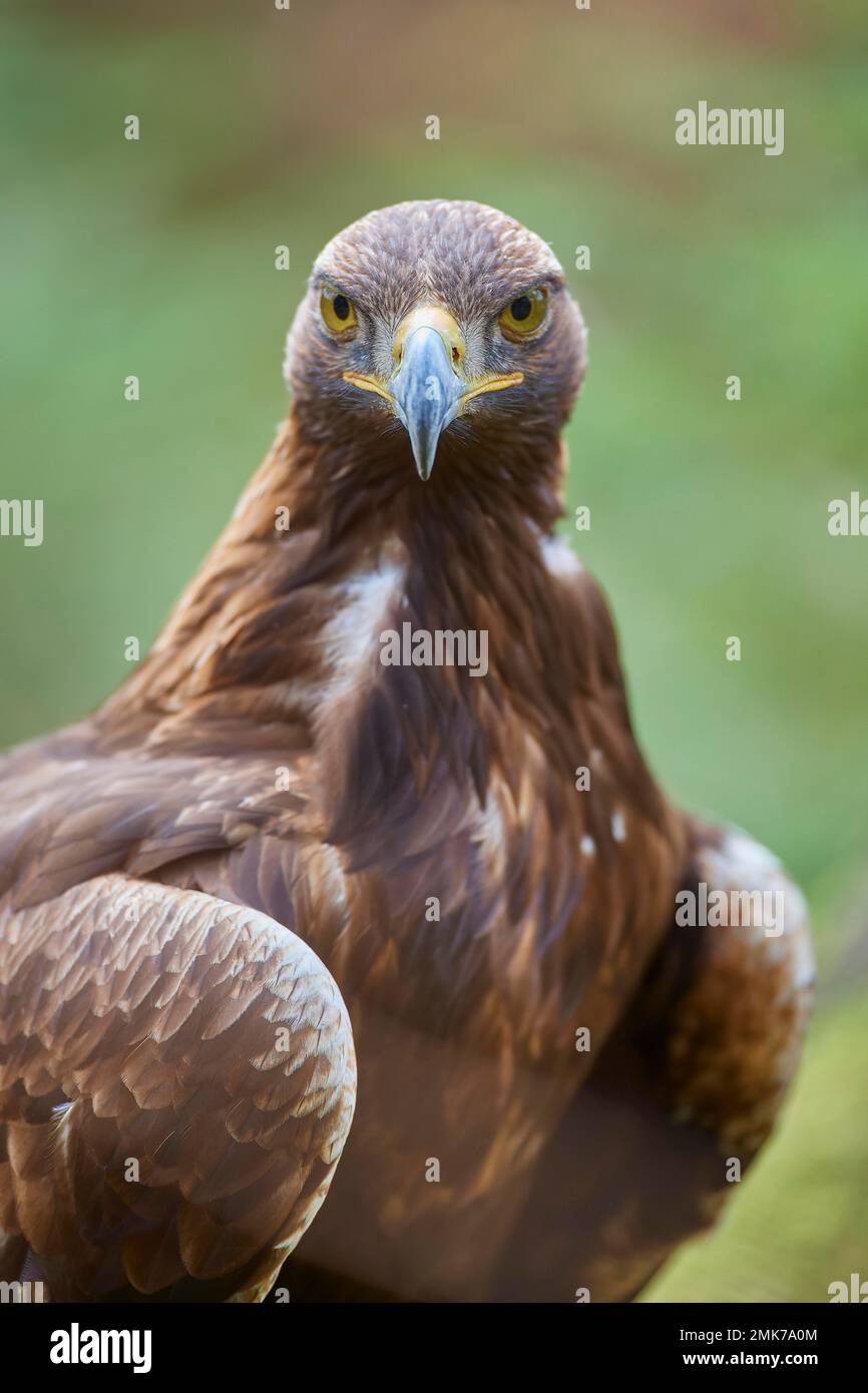 Golden eagle (Aquila chrysaetos), adult, portrait Stock Photo - Alamy