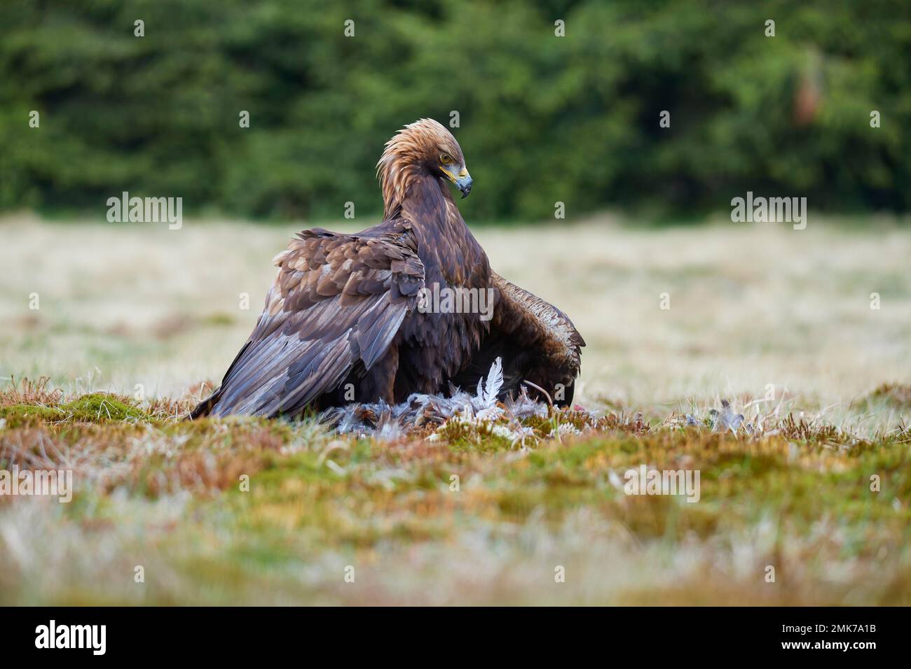 Golden eagle (Aquila chrysaetos), adult, mantling with prey on the ...