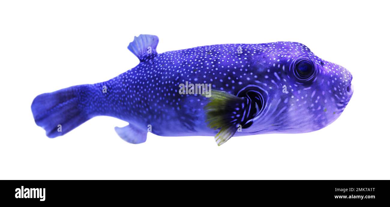 Beautiful bright tropical pufferfish on white background Stock Photo ...