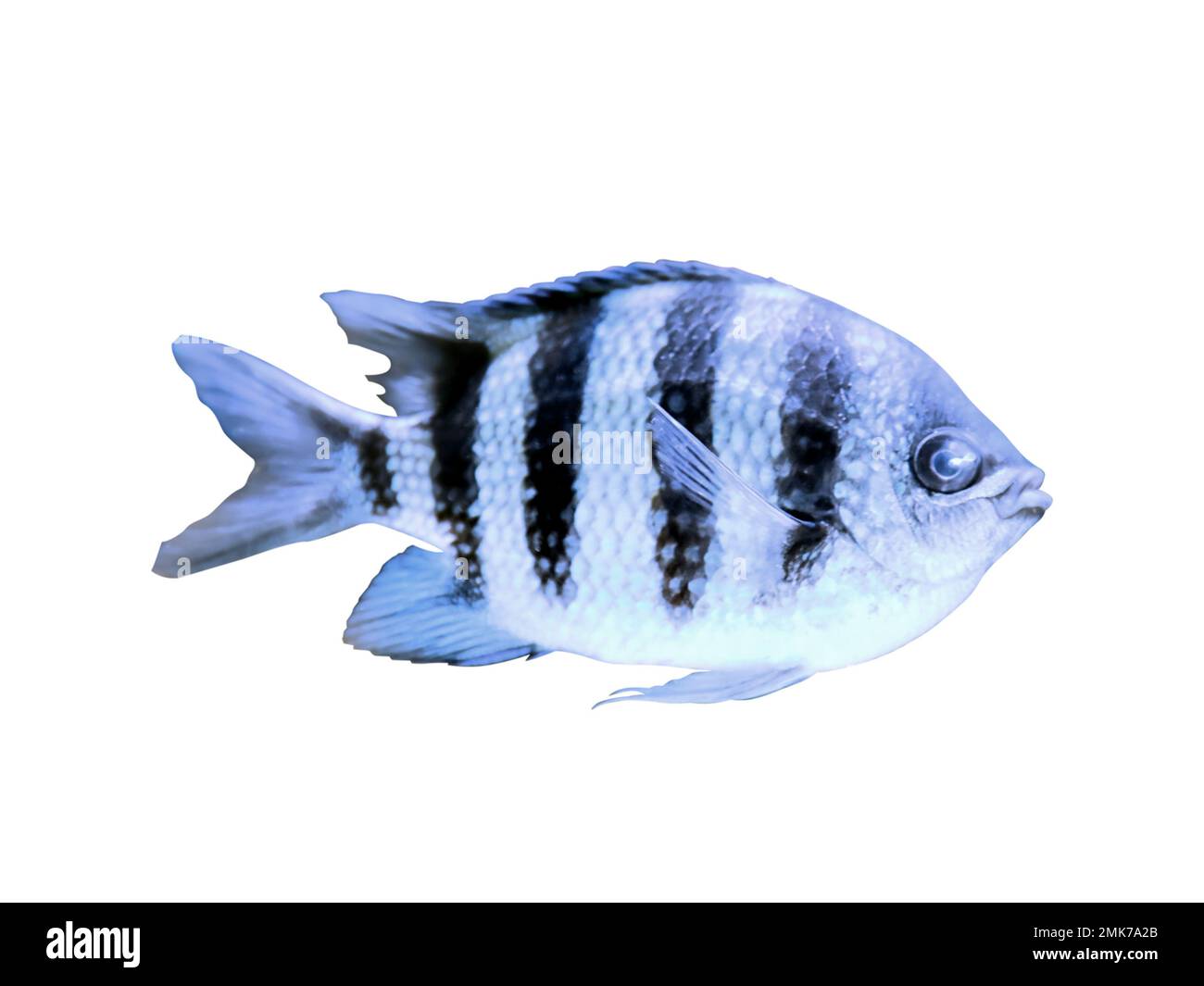 Beautiful bright sergeant major on white background Stock Photo - Alamy