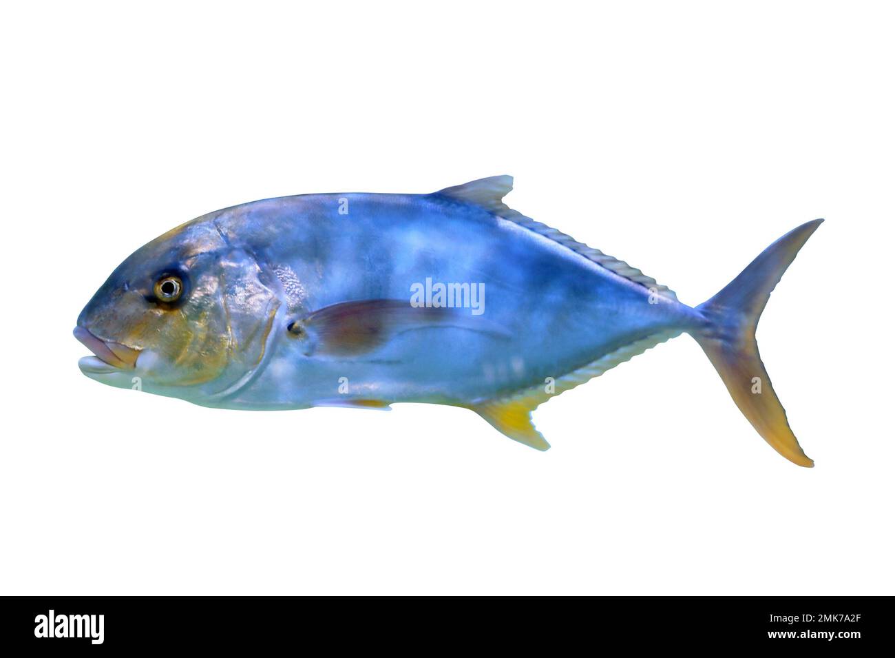 Beautiful bright tuna fish on white background Stock Photo - Alamy