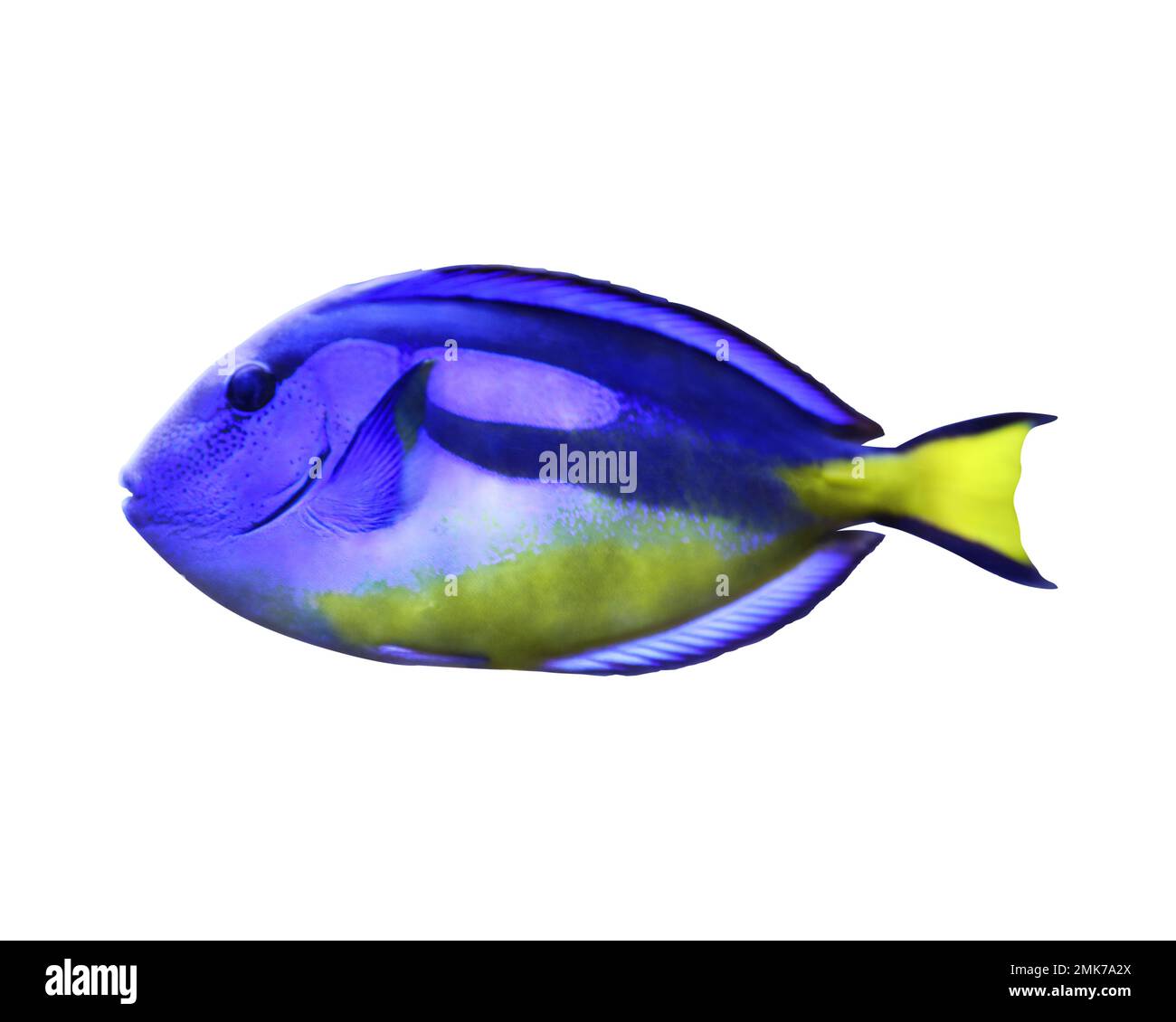 Beautiful bright tang fish on white background Stock Photo - Alamy