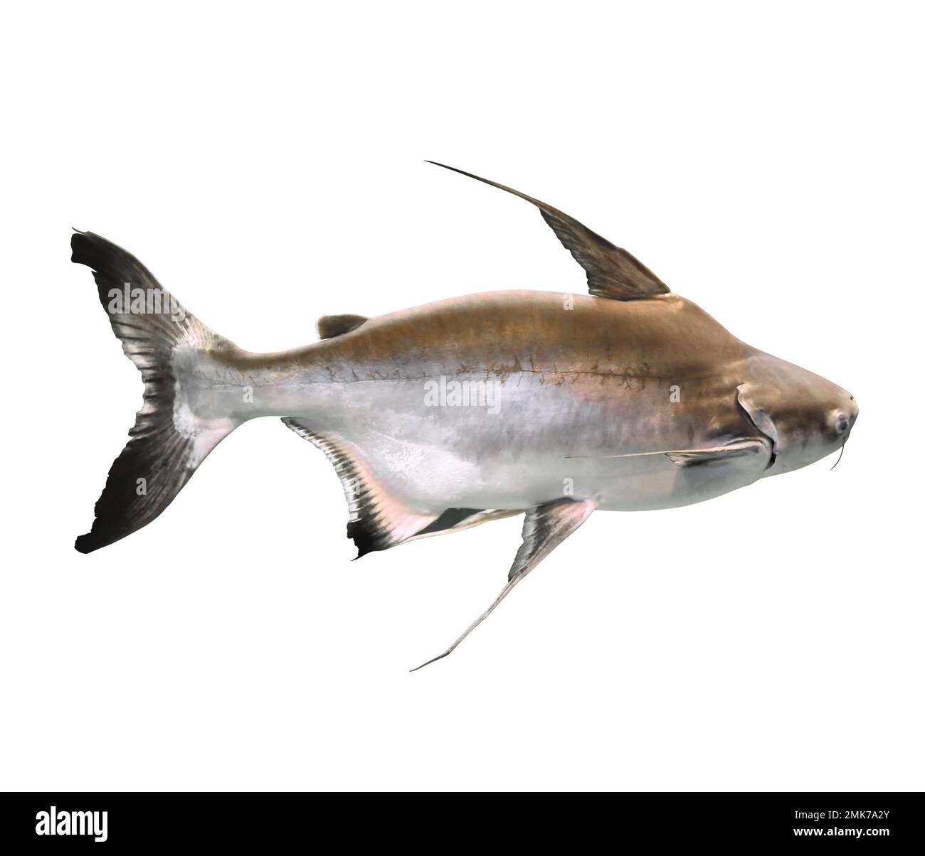 Gafftopsail Catfish