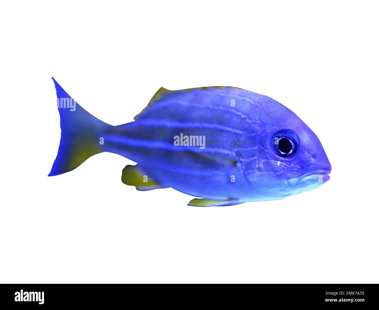 Beautiful bluestriped snapper on white background. Tropical fish Stock ...