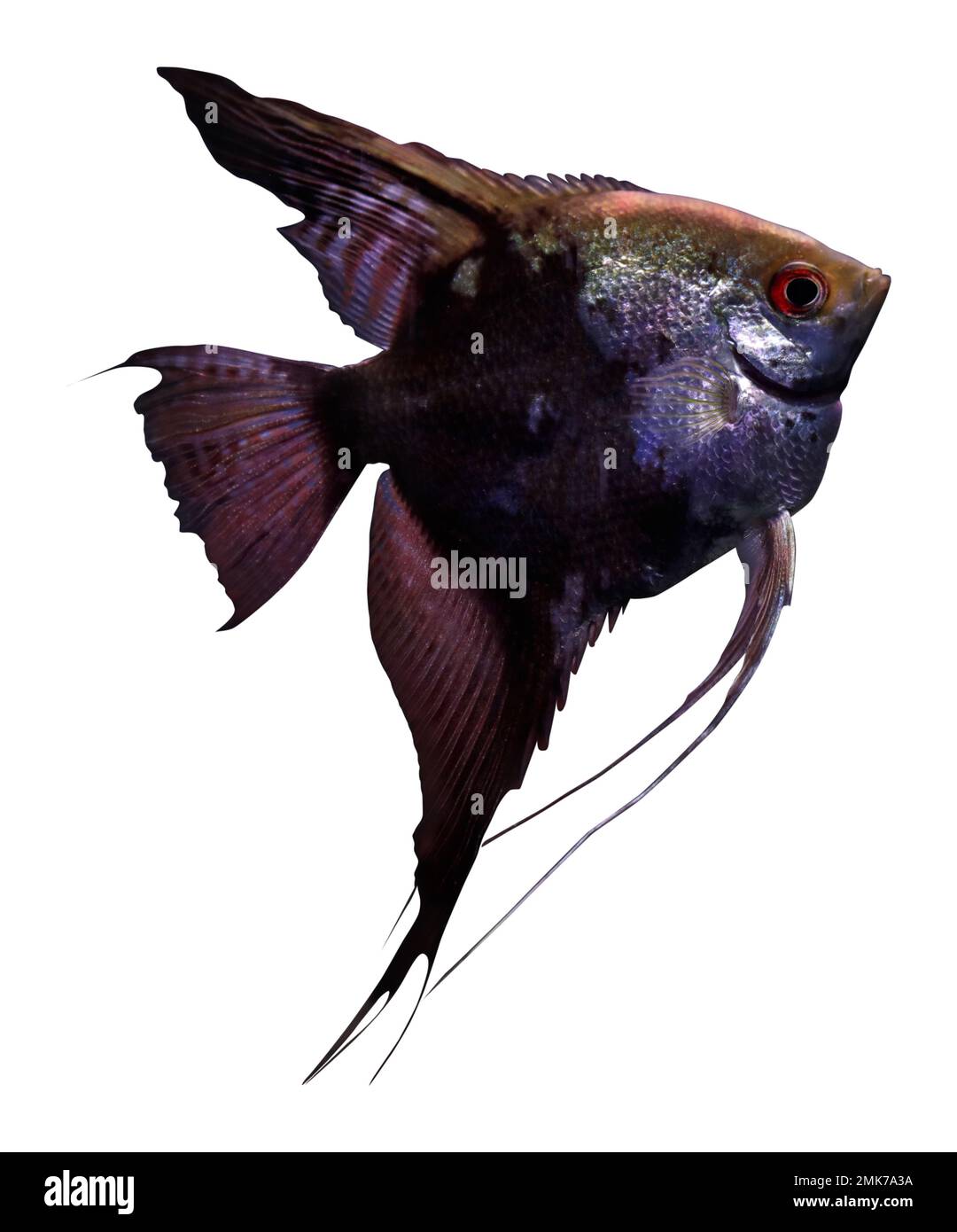 Scalaria fish hi-res stock photography and images - Alamy