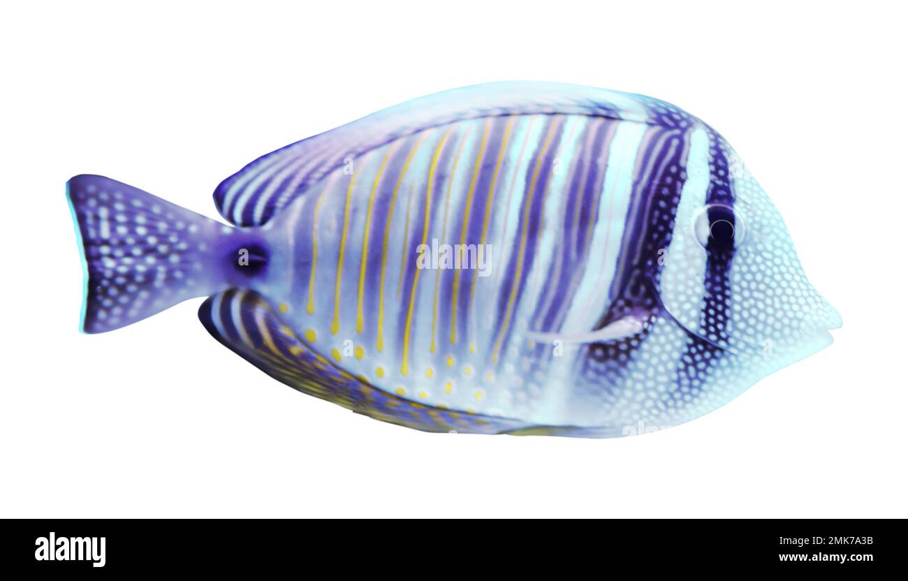 Beautiful bright butterfly fish on white background Stock Photo - Alamy