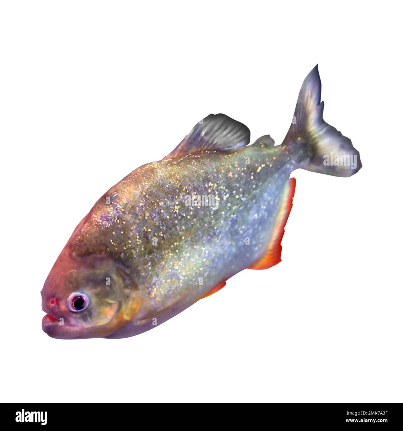 Bright shiny piranha fish on white background Stock Photo - Alamy