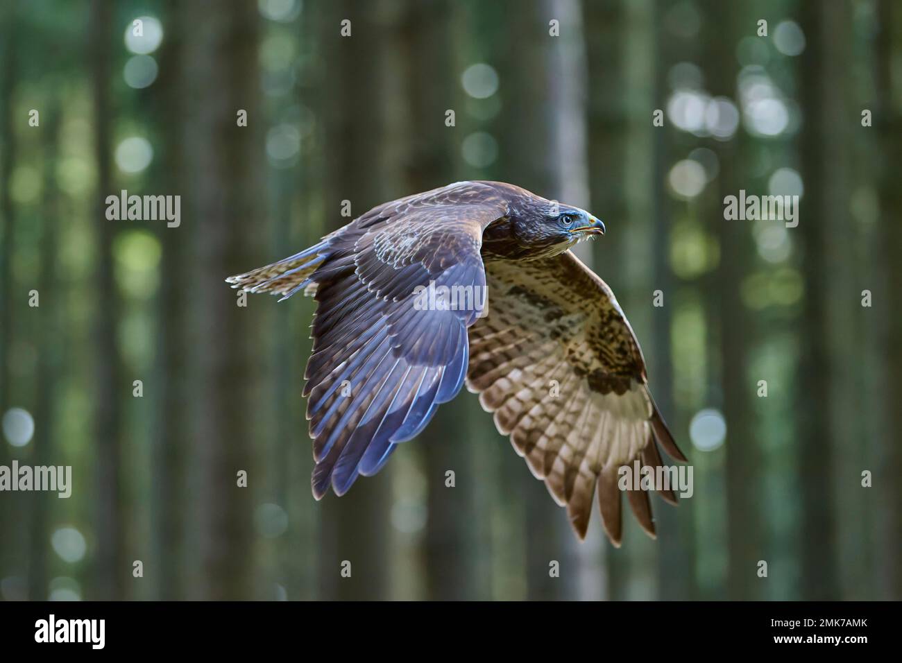 Steppe buzzard (Buteo buteo), flying in the forest Stock Photo - Alamy