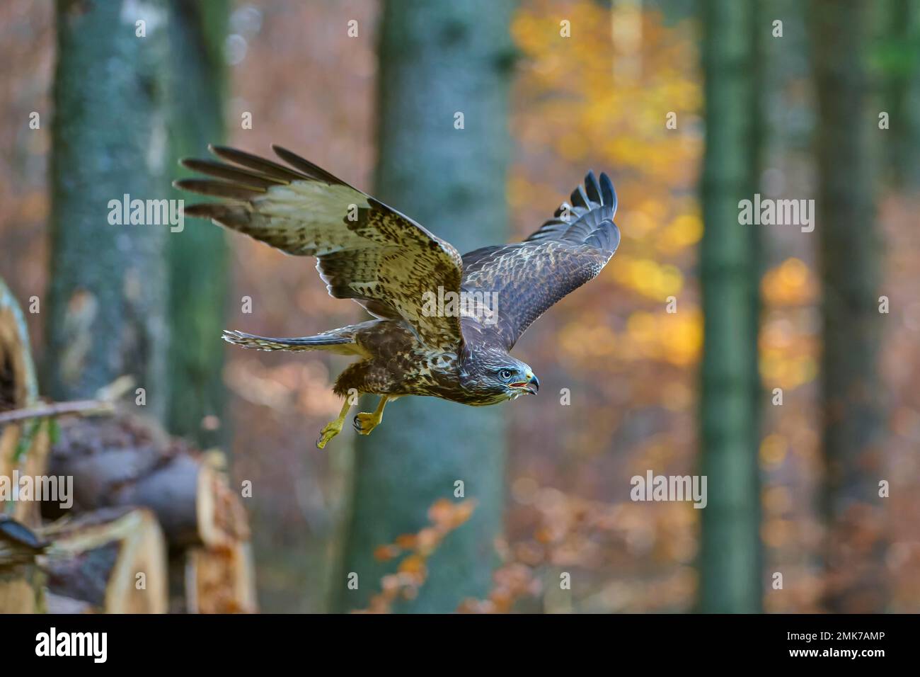 Steppe buzzard (Buteo buteo), flying in the forest, autumn Stock Photo ...