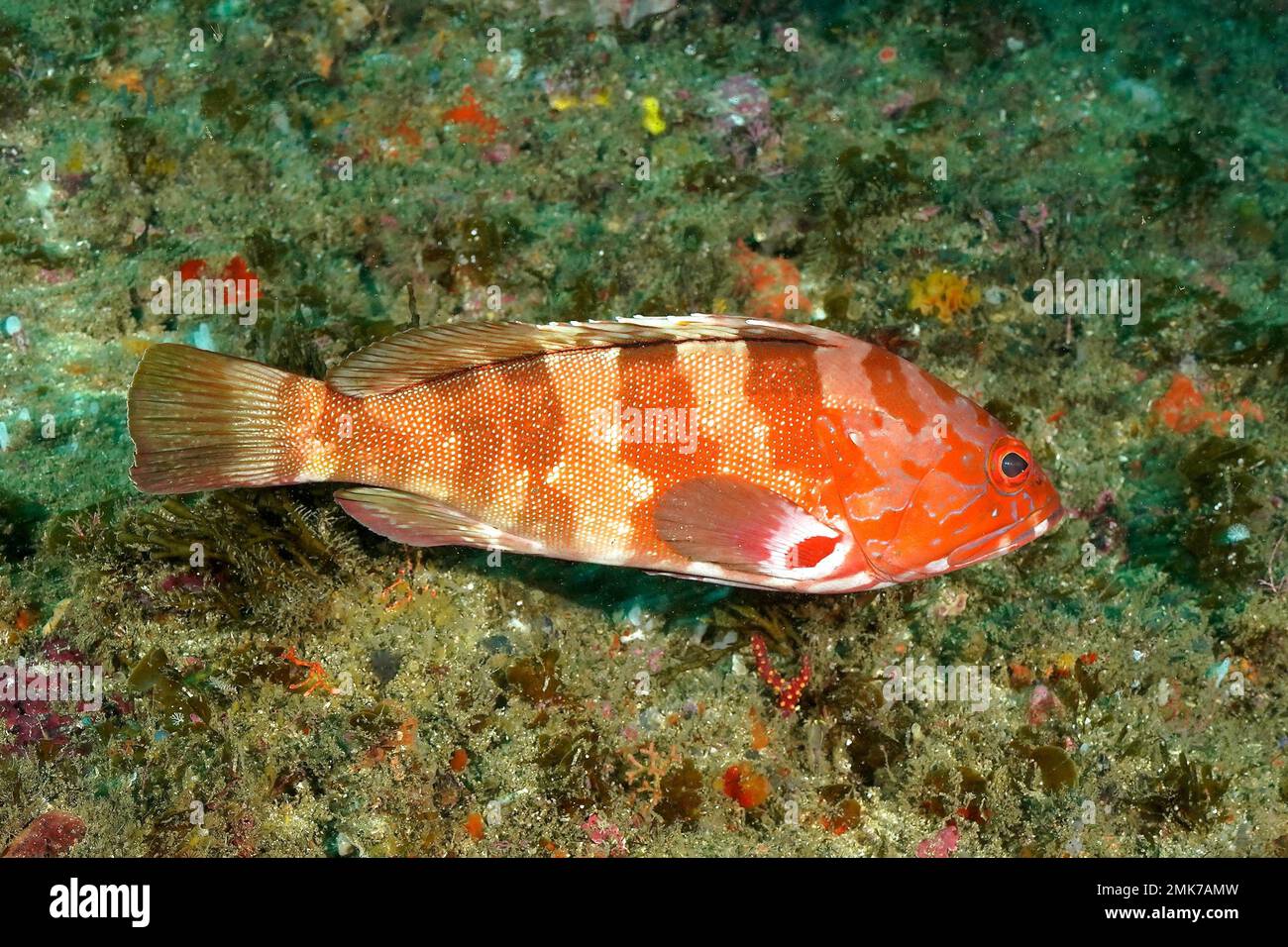 Half moon grouper, grouper (Epinephelus rivulatus), Aliwal Shoal dive ...
