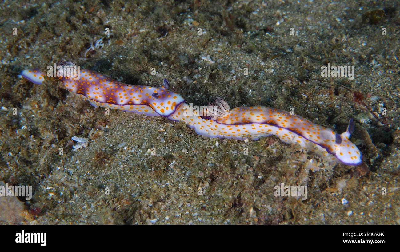 Pair of magnificent star snail (Hypselodoris pulchella), Sodwana Bay ...