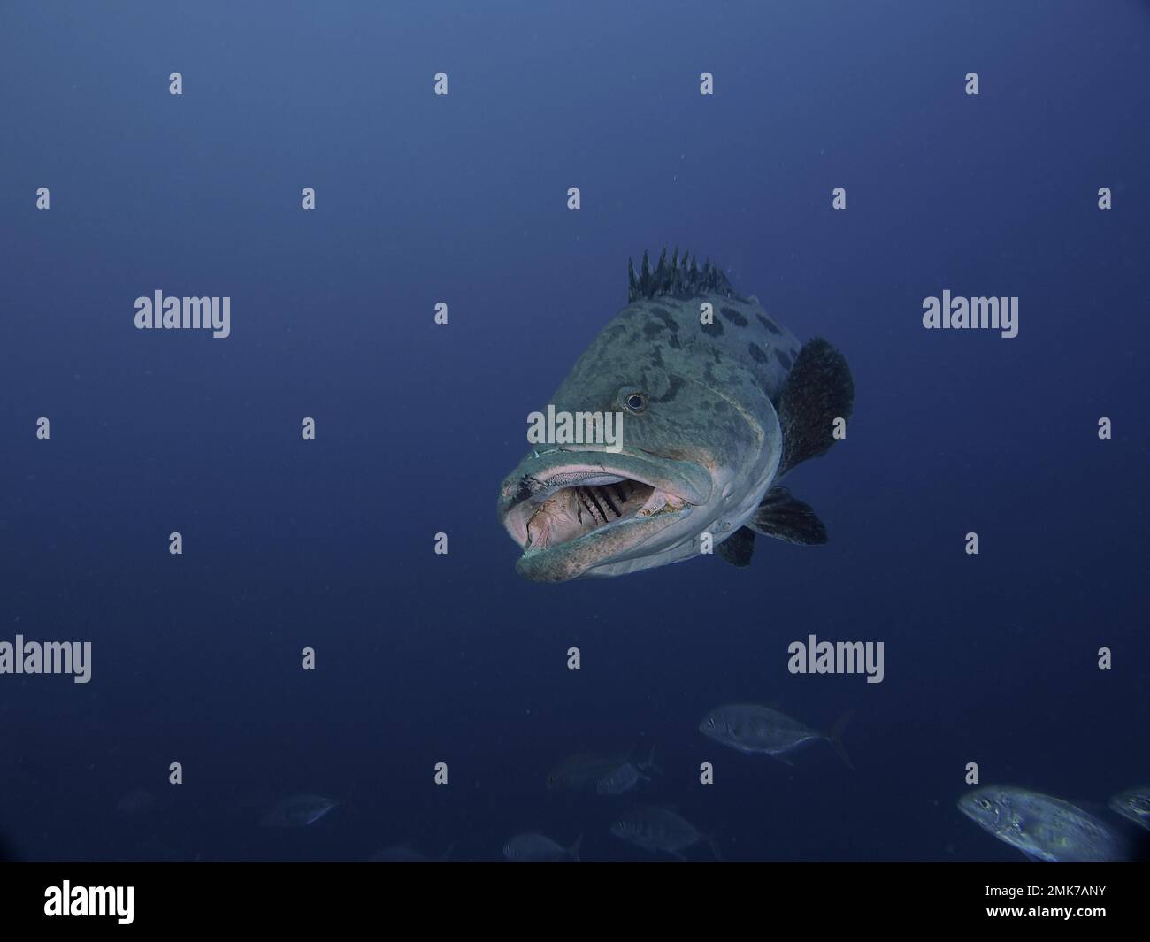 Grouper mouth hi-res stock photography and images - Alamy