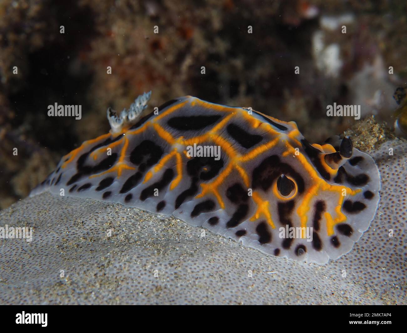 Star snail South African Halgerda (Halgerda wasinensis), Sodwana Bay ...