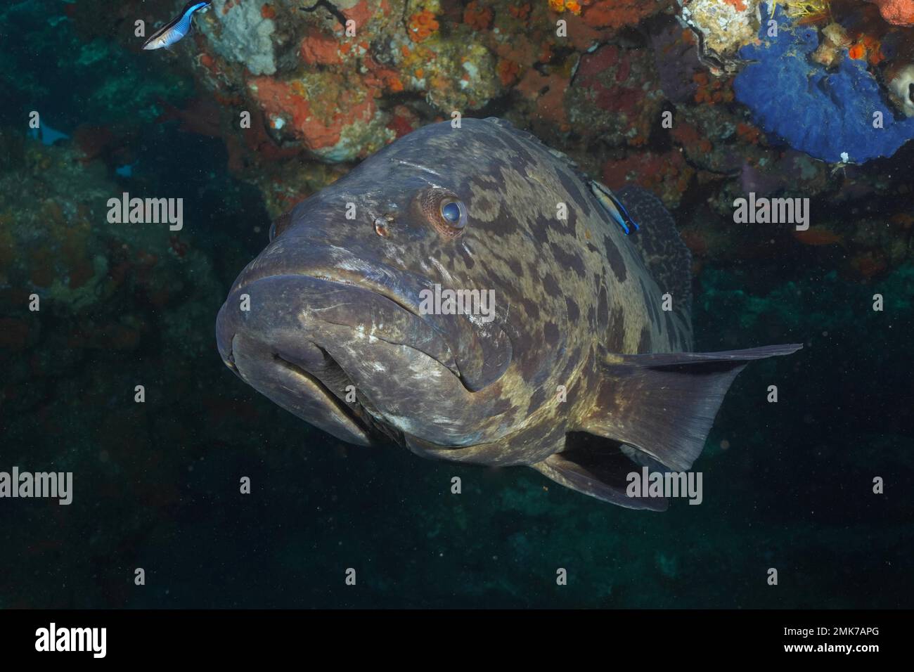 Potato grouper (Epinephelus tukula) in its burrow. Dive site Sodwana ...