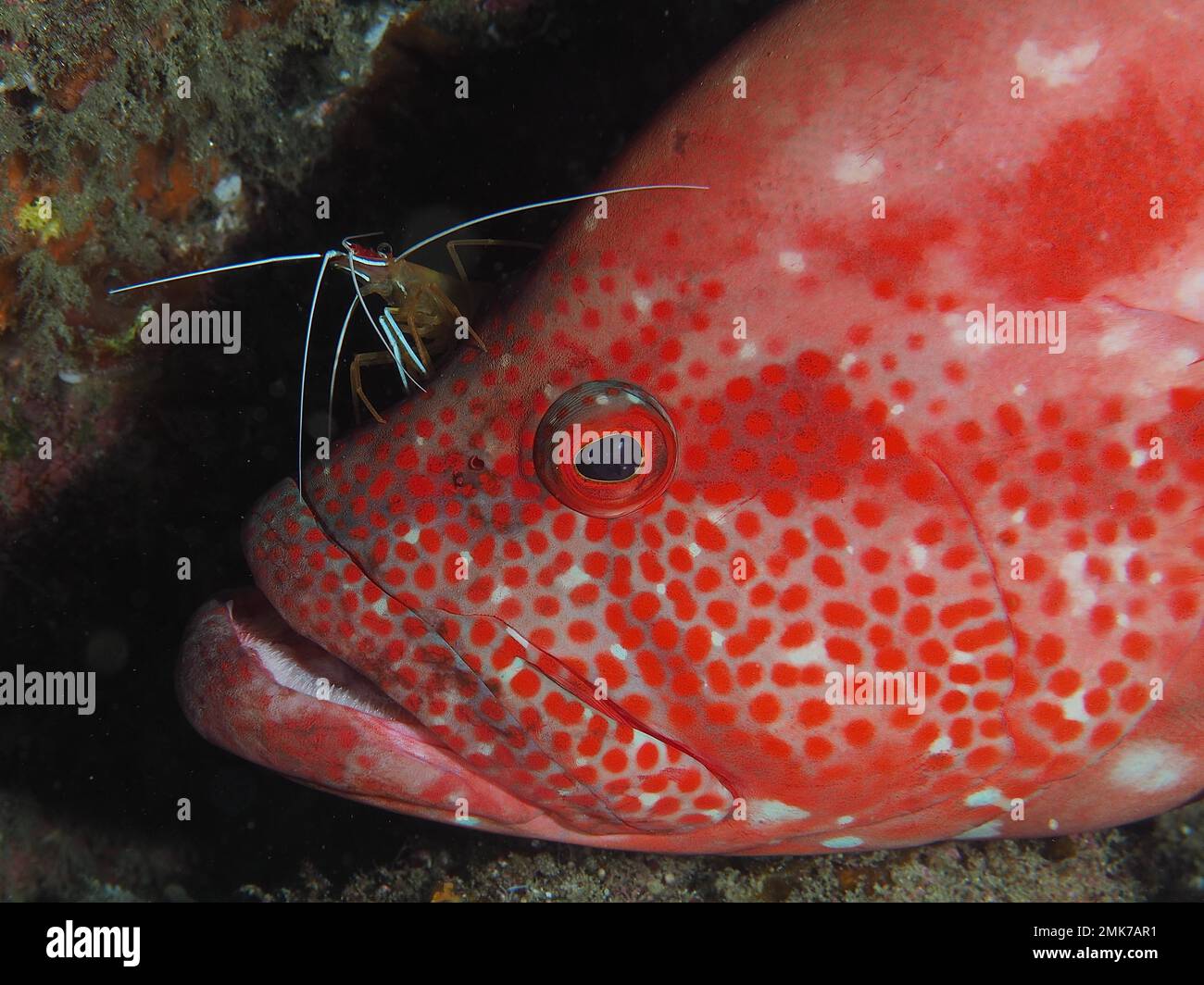 Tomato hind (Cephalopholis sonnerati) at a cleaning station, tended by ...