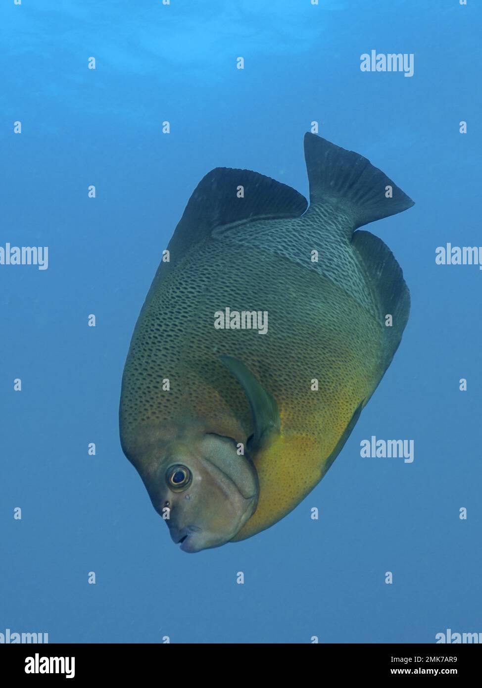 Old woman angelfish (Pomacanthus rhomboides), Sodwana Bay National Park ...